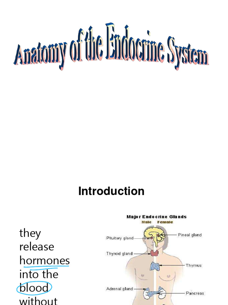 Ch2 NEW anatomy of the endocrine system.pptx updated.pptx updated | PDF ...