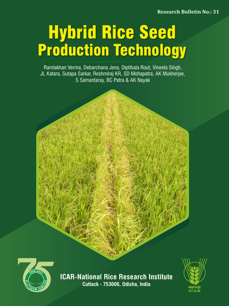 Research-Bulletin-No-31-Hybrid-Rice-Seed-Production-Technology | PDF | Sowing | Plant Nursery