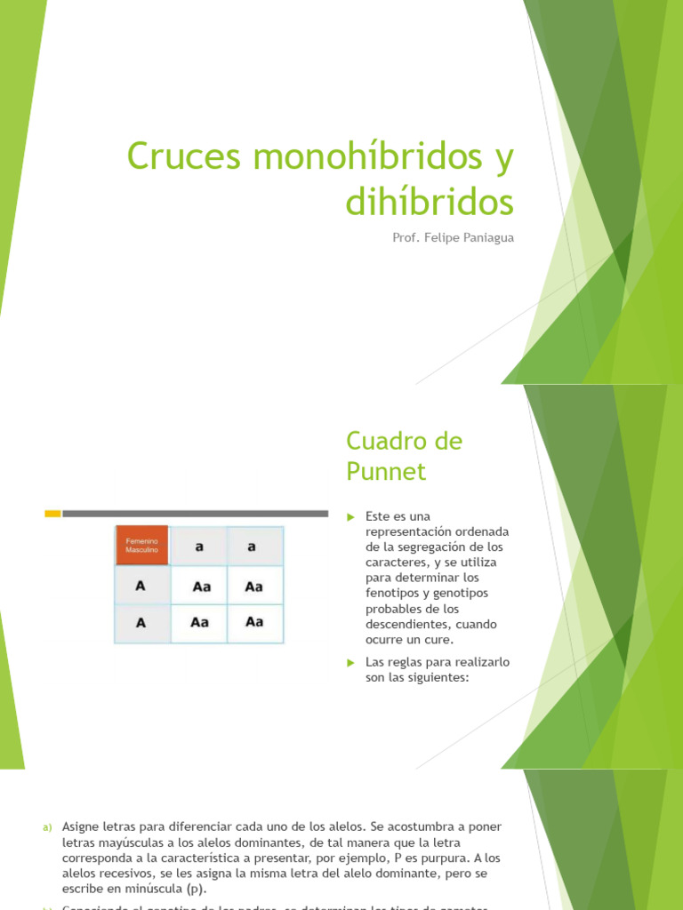 Cruces Genéticos y Cuadro de Punnett | PDF | Dominancia (Genética ...