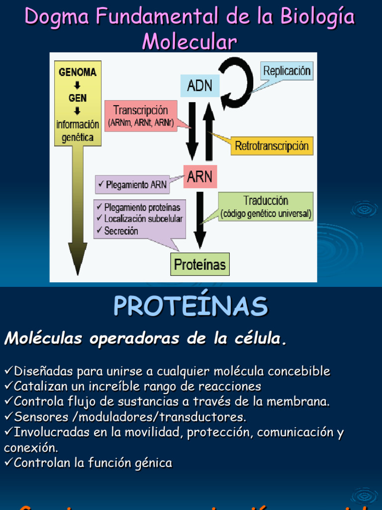 Bases Moleculares de La Vida - BG - Gus - 3 P2 | PDF | Rna | Nucleótidos