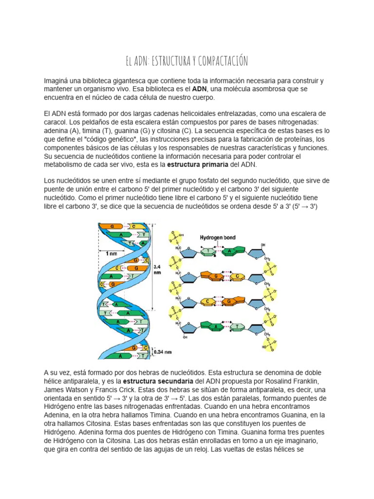 Adn - Estructura y Compactación | Descargar gratis PDF | Adn | Nucleótidos