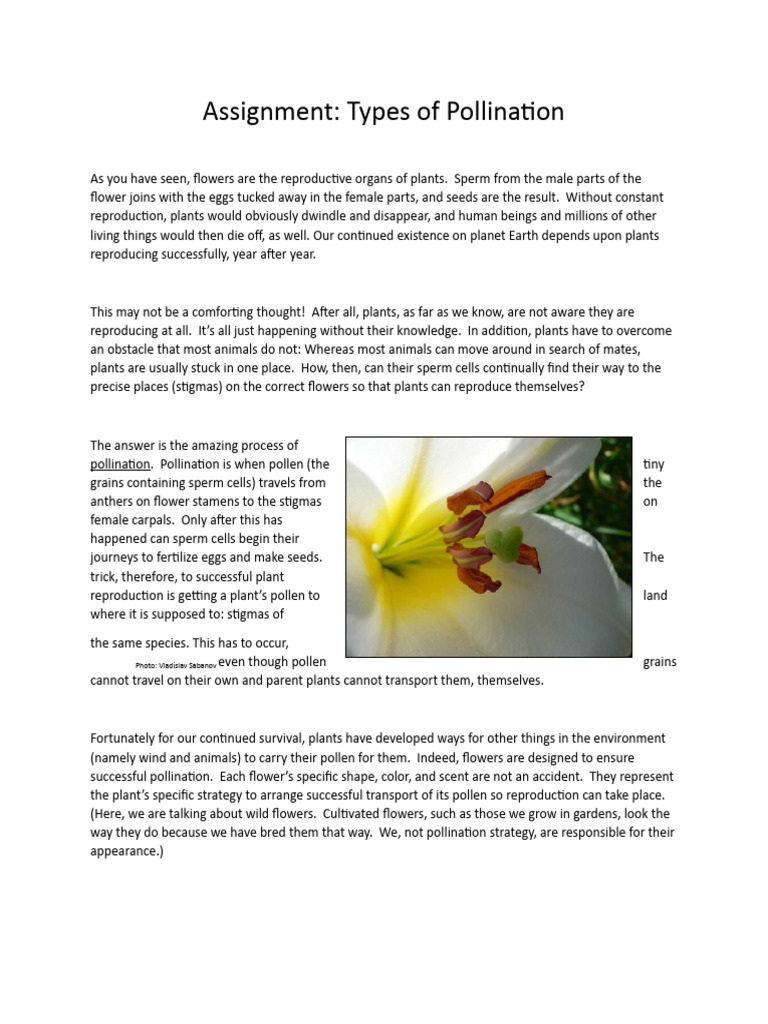 Pollination Basics for Students | PDF | Flowers | Pollination