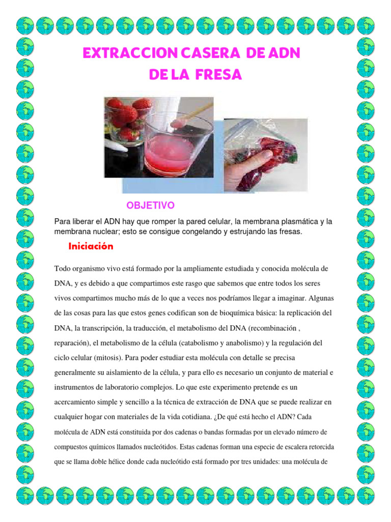Extraccion Casera de Adn de La Fresa | PDF | Adn | Nucleótidos