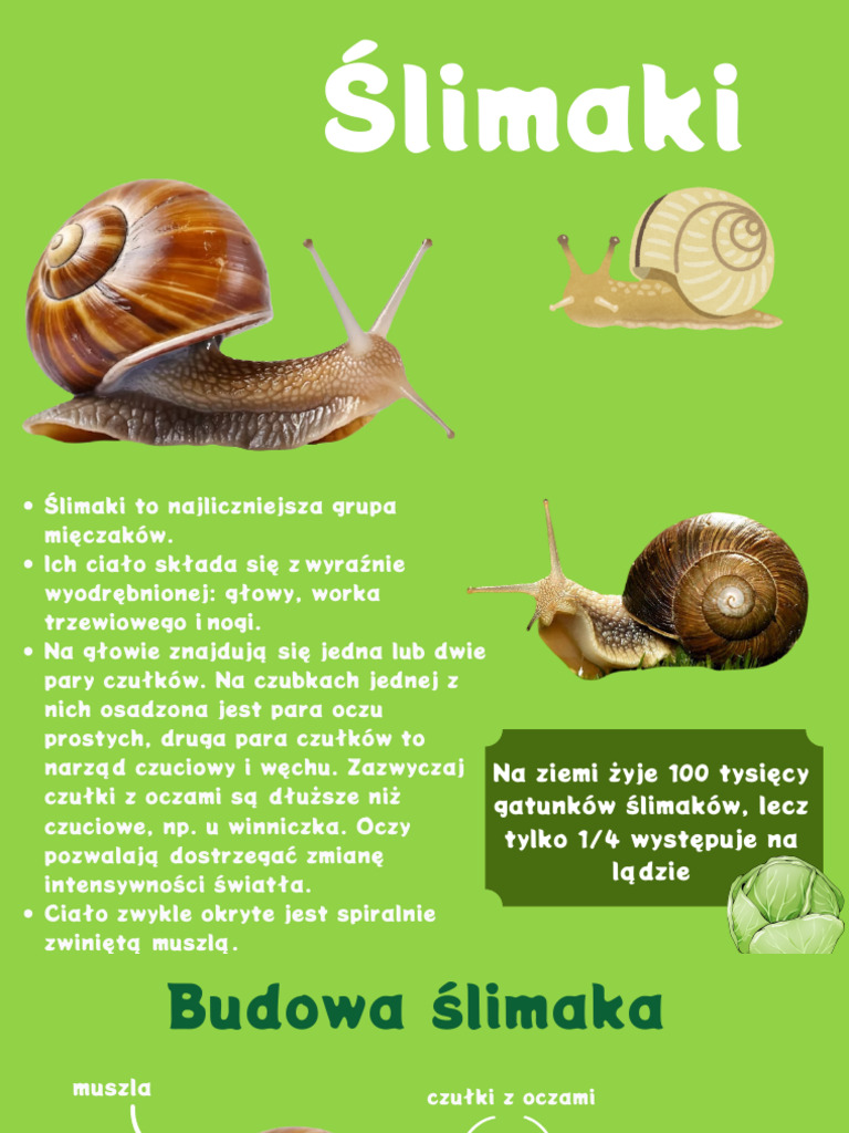 “Ślimak, ślimak wystaw rogi...” | PDF