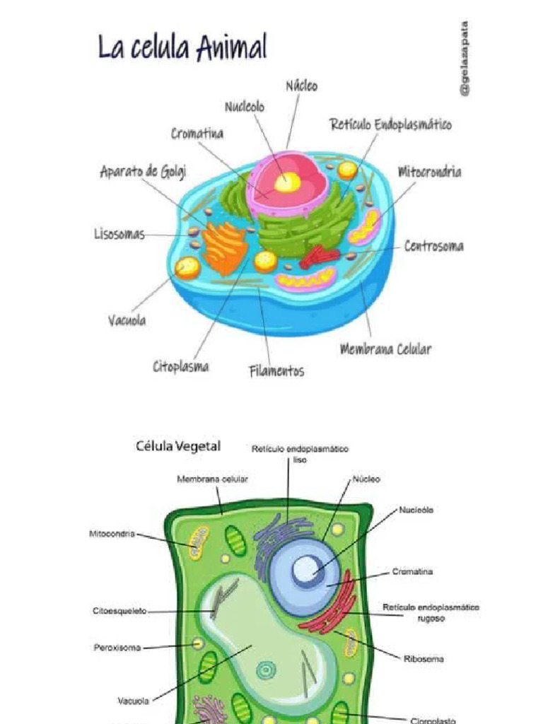 Celula Animal y Vegetal | PDF