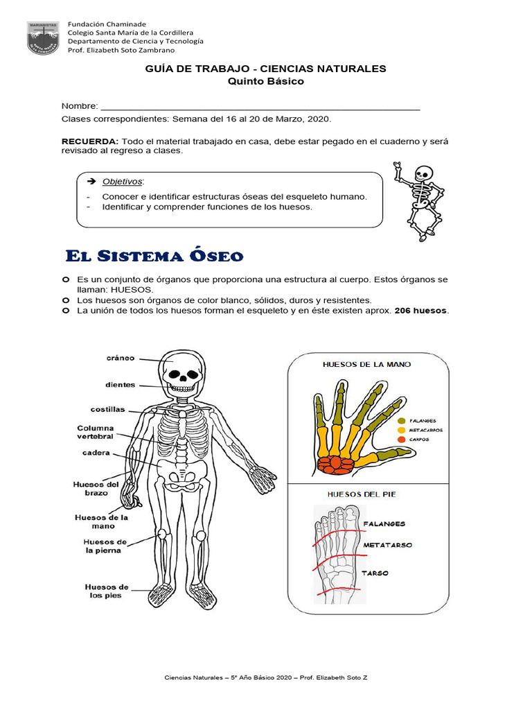 Sistema Oseo | Descargar gratis PDF | Hueso | Esqueleto