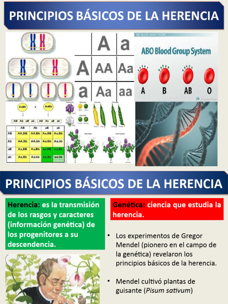 Los Principios Basicos de La Herencia | PDF | Dominancia (Genética ...