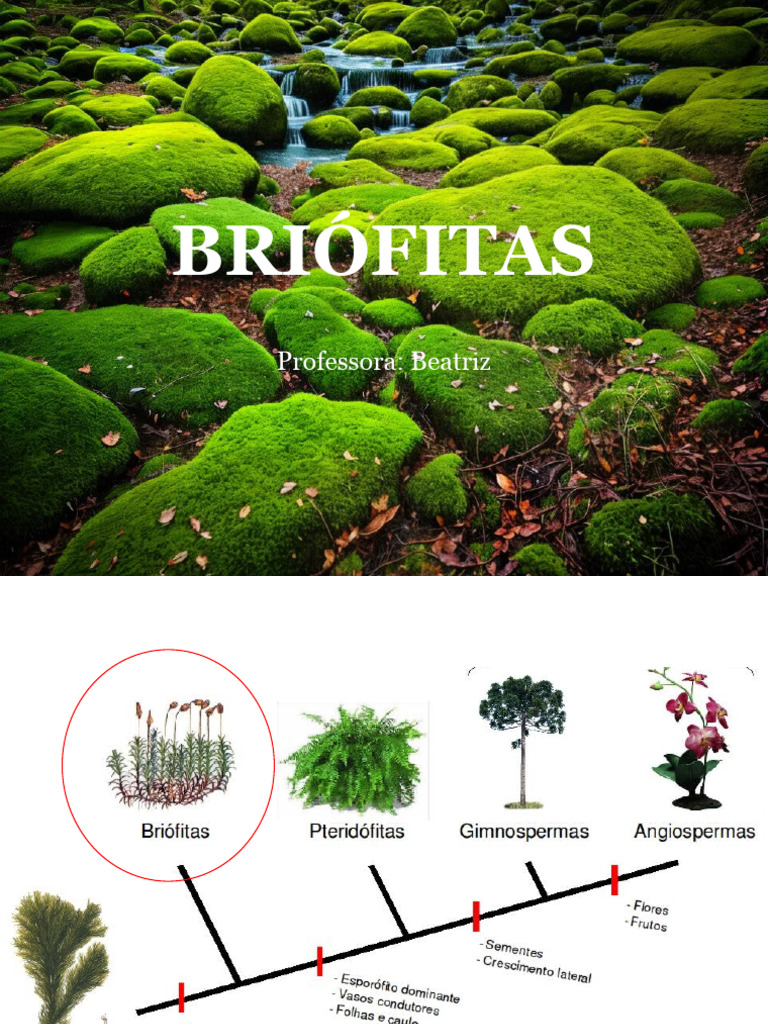 Características e Ciclo de Vida das Briófitas | PDF | Musgo | Plantas