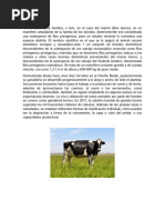 Ciclo de Vida de La Vaca | PDF | Vacas | Leche