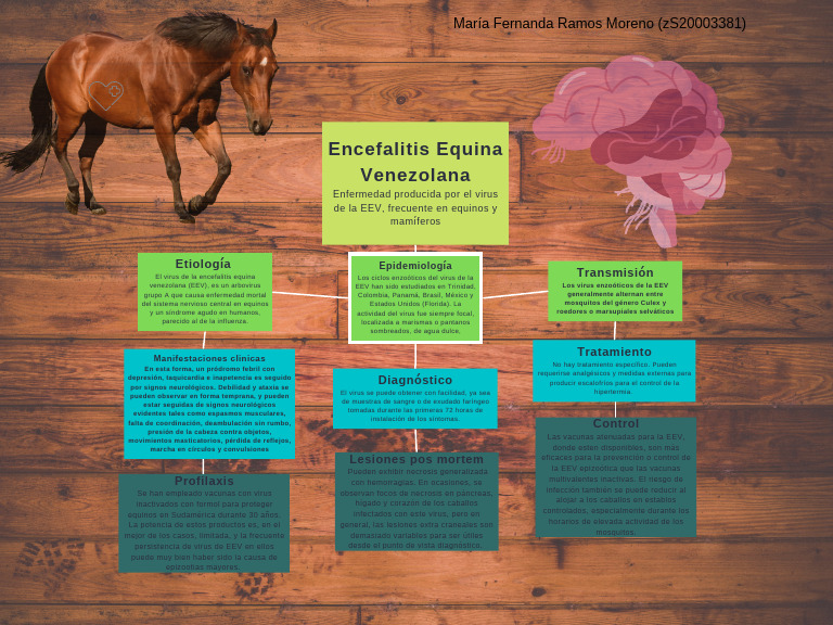 MAPA CONCEPTUAL Encefalitis Equina Venezolana | PDF | Virus | Influenza