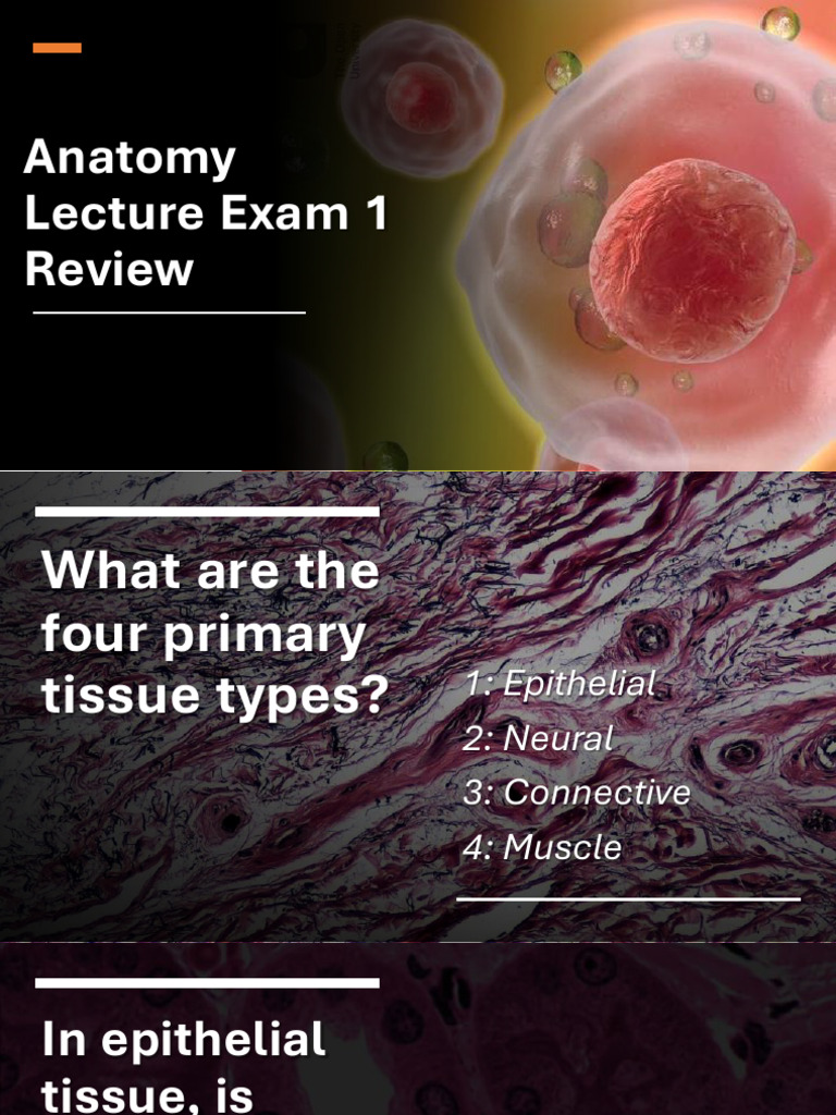 Anatomy Lecture Exam Study Guides 1 | PDF | Epithelium | Tissue (Biology)