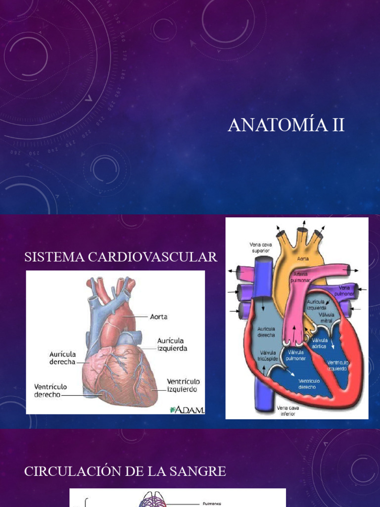 Anatomía II Corazon | PDF | Corazón | Ventrículo (corazón)