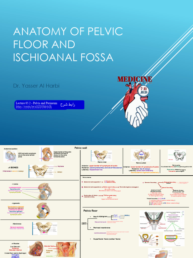 Lecture 05.2 - Pelvis and Perineum | PDF | Pelvis | Musculoskeletal System