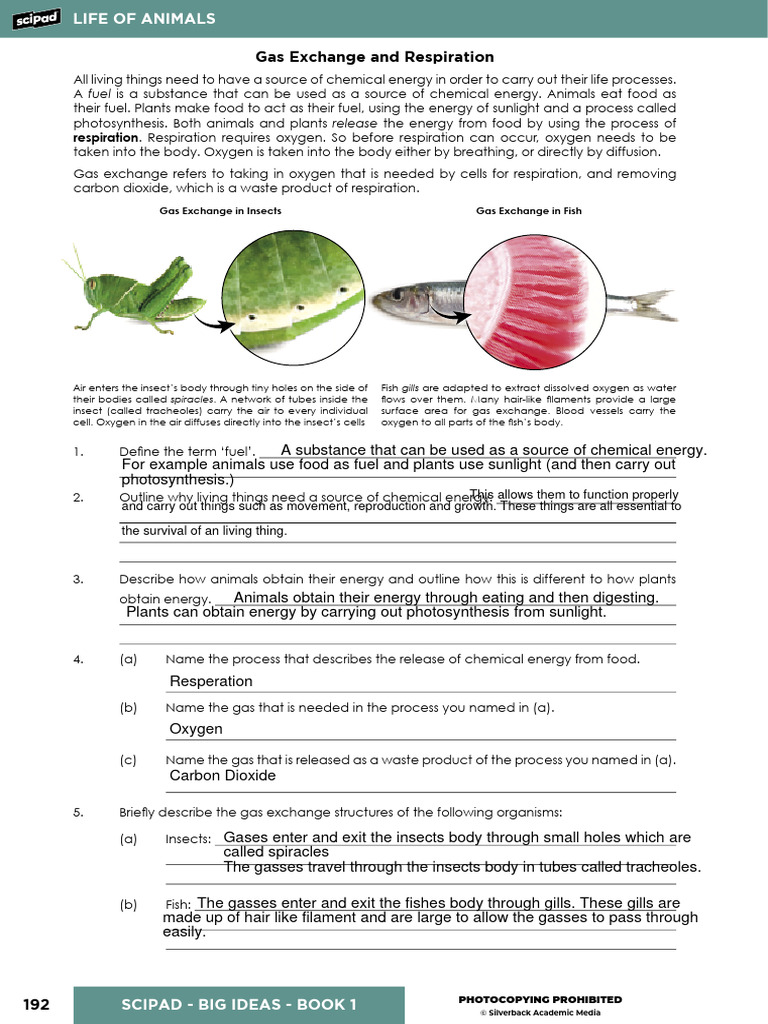 Pre-Dissection Worksheet | PDF | Lung | Respiratory System