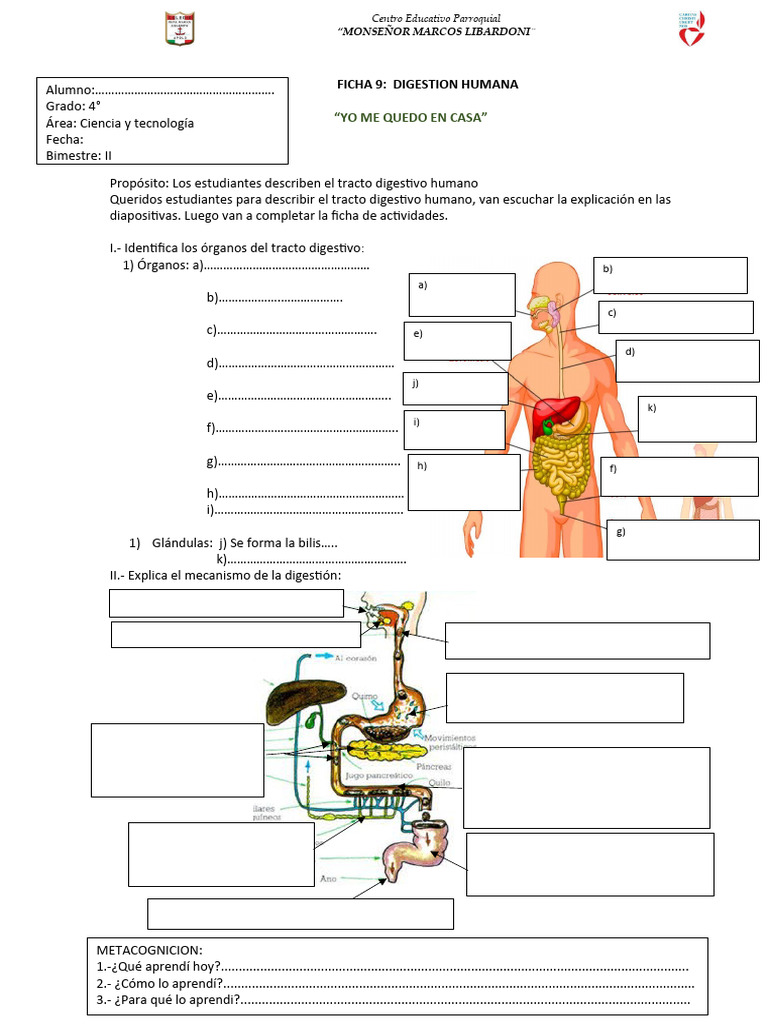Digestión Humana: Ficha Educativa | PDF | Digestión | Abdomen