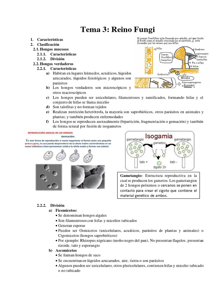 Reino Fungi y Plantae - 3° y 4° | PDF | Flores | Hongo