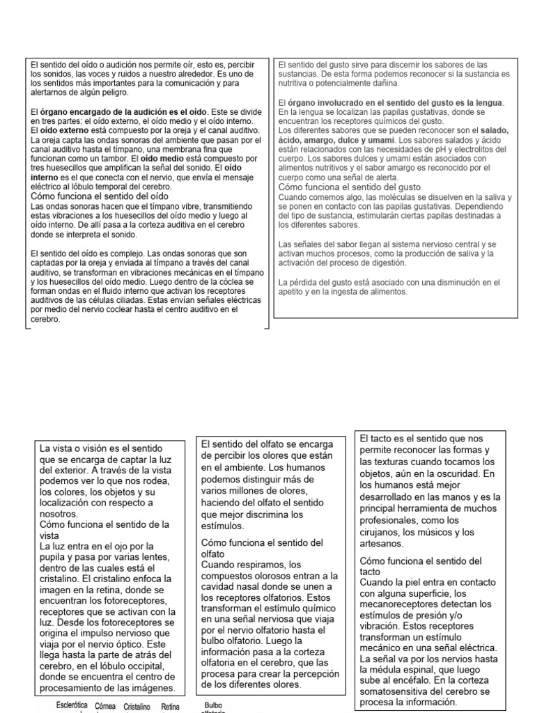 Los 5 Sentidos | PDF | Oído | Gusto