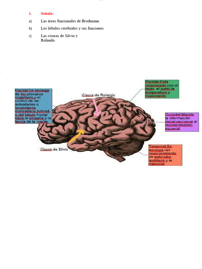 semana 1 neuro | PDF | Neuropsicología | Sicología