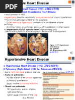 Normal Values of TTE - Echopedia | PDF | Ventricle (Heart) | Heart Valve
