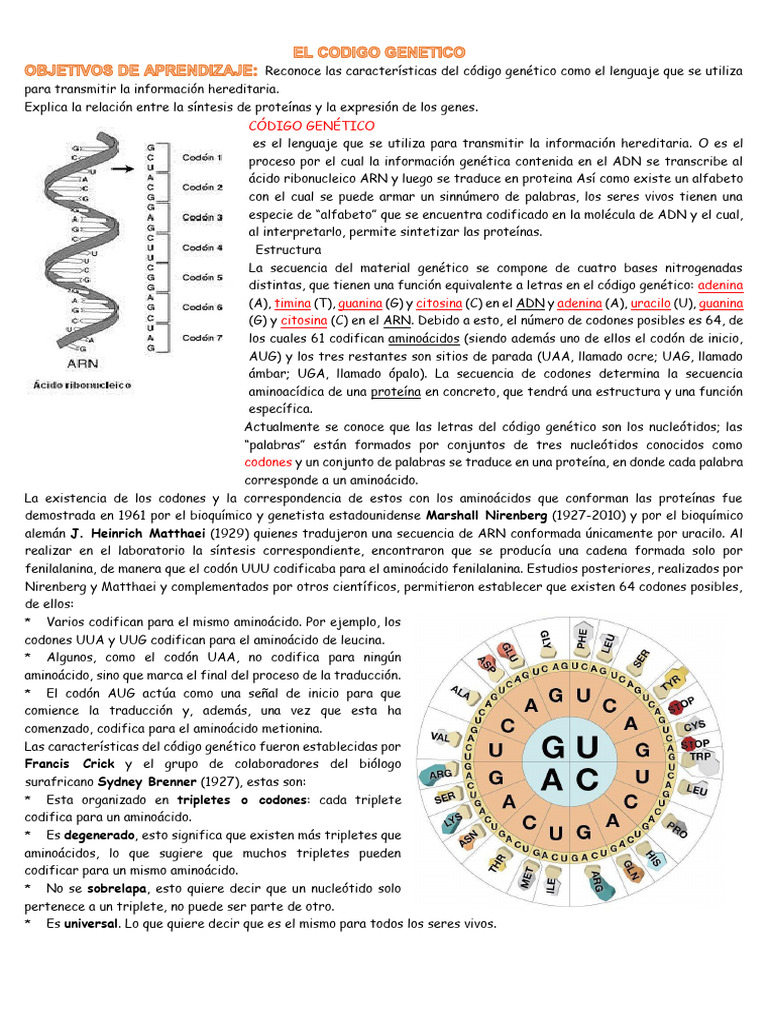 Código Genético y Síntesis Proteica | PDF | Codigo genetico ...