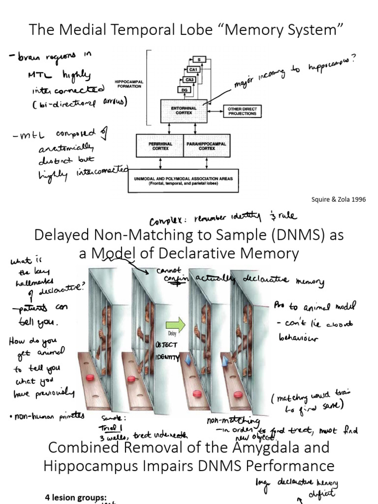 Memory Systems in the Brain | PDF | Hippocampus | Memory