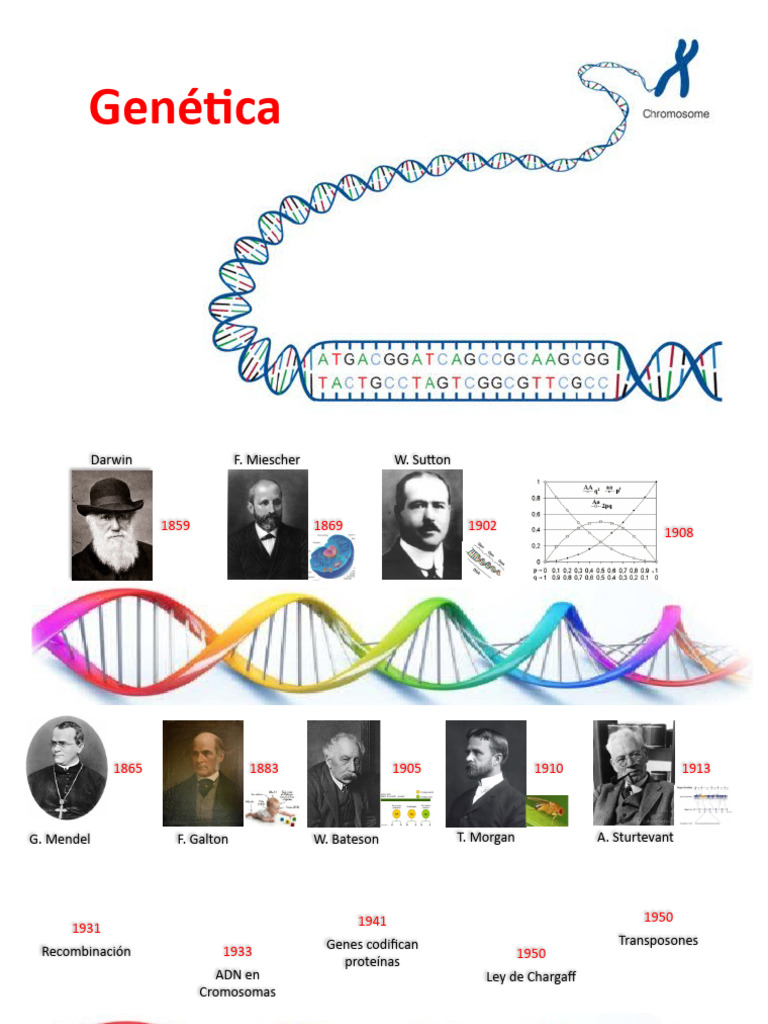 Estructura del ADN Cr | Descargar gratis PDF | Adn | Replicación De Adn