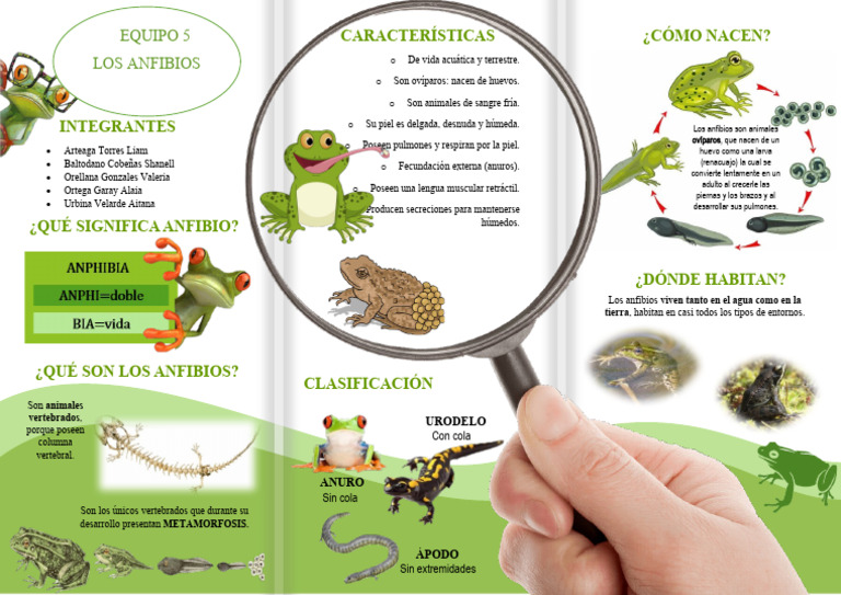 ANFIBIOS | PDF | Anfibio | Rana