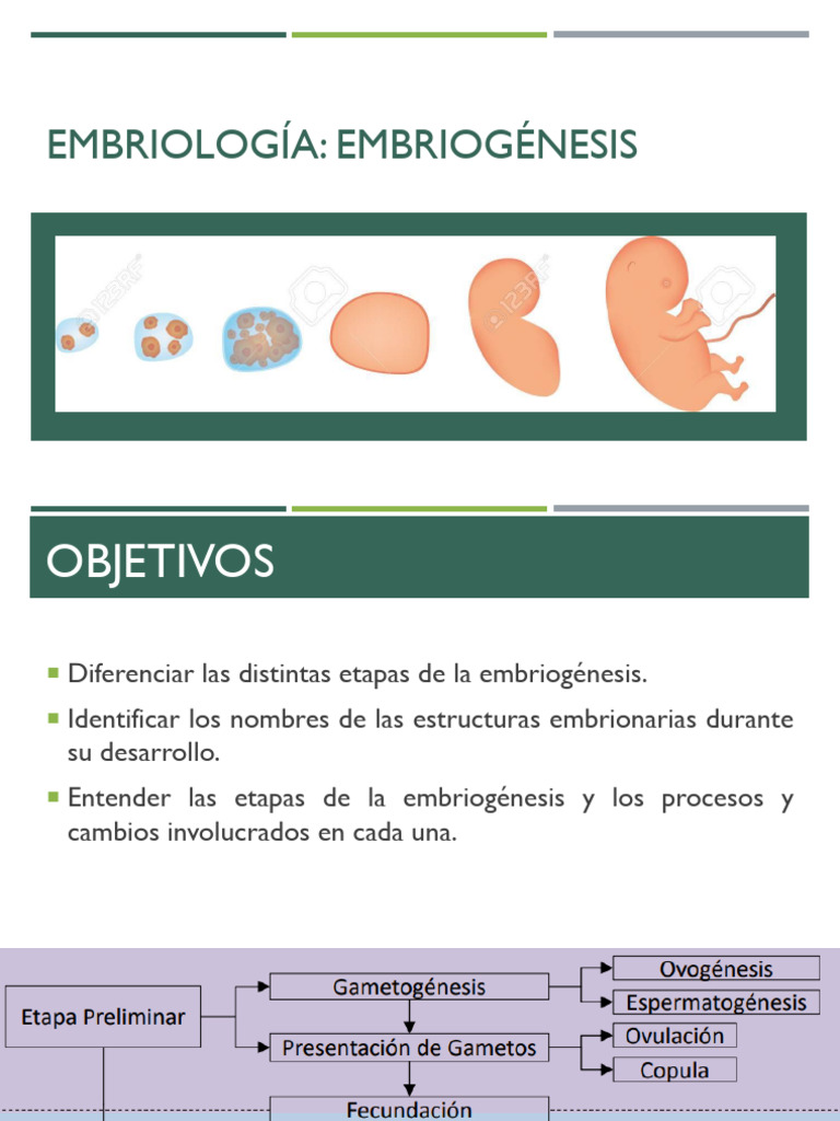 EMBRIOLOGÍA EMBRIOGÉNESIS | PDF