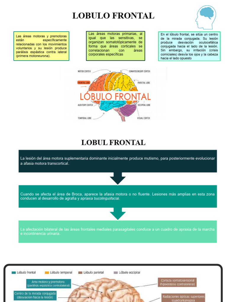 lobulos | Descargar gratis PDF | Lóbulo occipital | Afasia