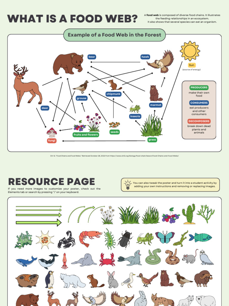 What Is A Food Web Science Poster in Light Brown White Lined Style ...