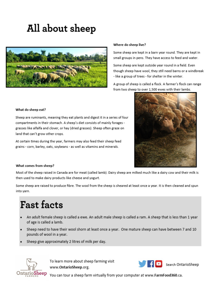 Education Handout | PDF | Sheep | Domesticated Animals