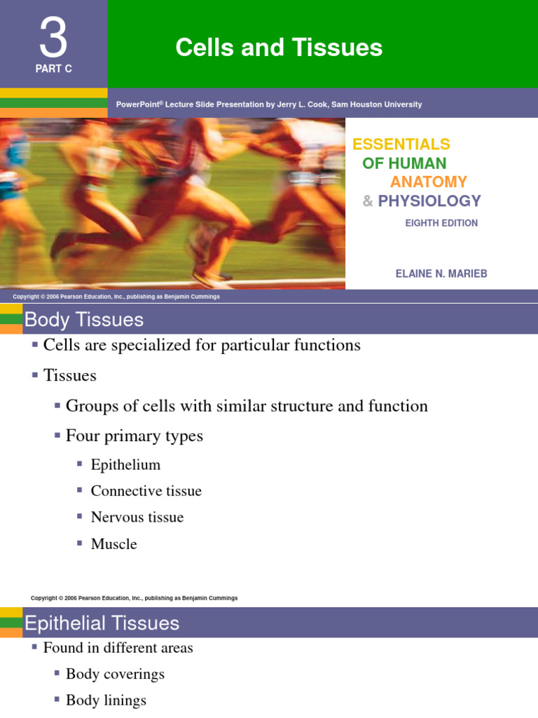 2.cells and Tissues | PDF | Epithelium | Connective Tissue