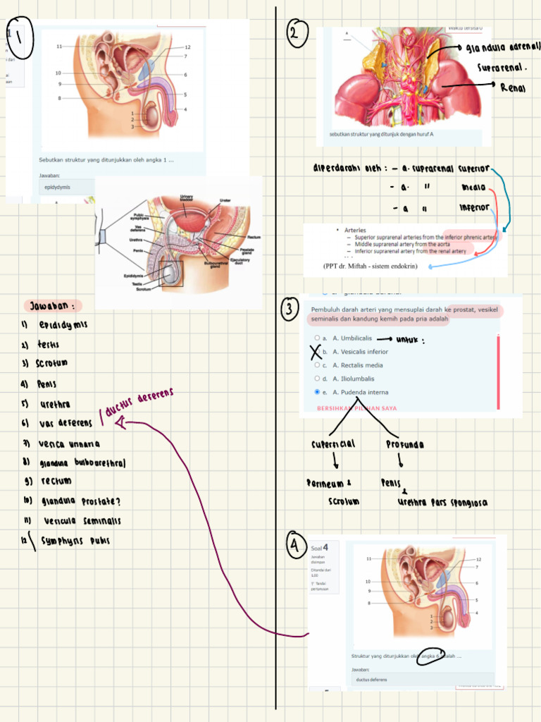 Untitled (Draft) 2 | Download Free PDF | Uterus | Clitoris