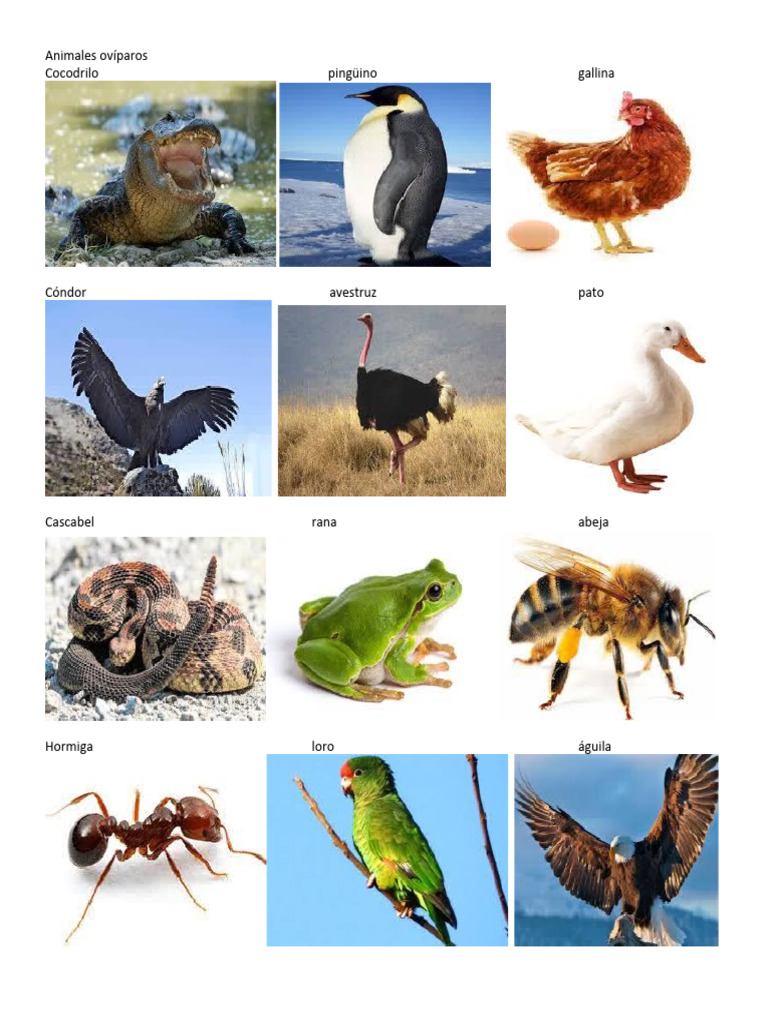 Animales Ovíparos Con Imagenes | Descargar gratis PDF | Leopardo | Zoología