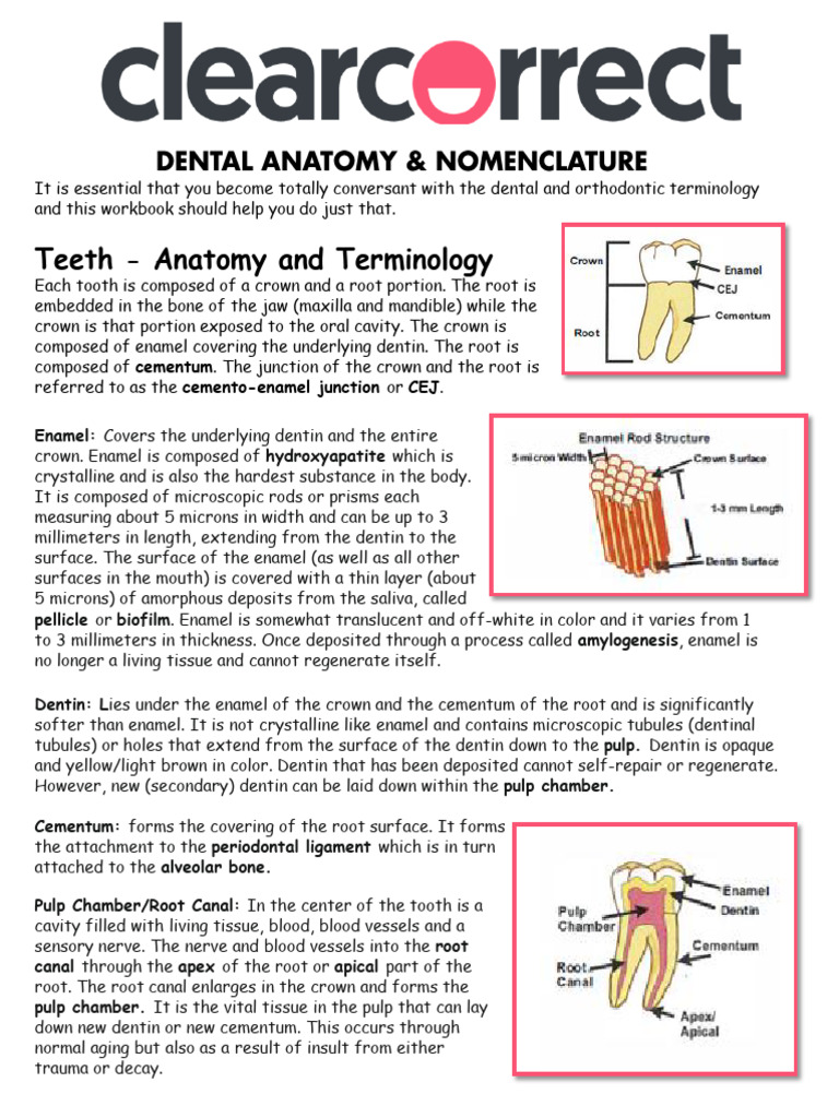 Ortho Chapter 1 W Glossary | PDF | Dental Anatomy | Human Tooth