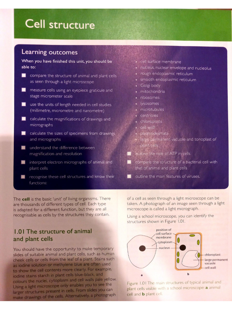 Cell Structure CIE | PDF