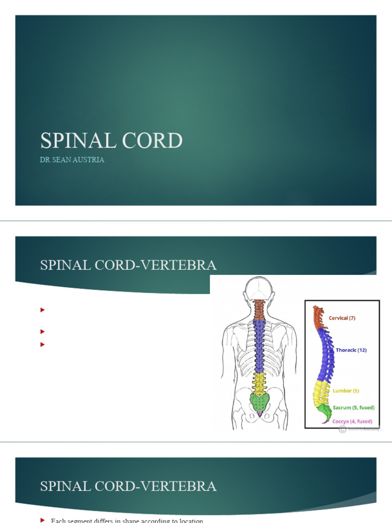 SPINAL CORD and TRACTS | PDF | Spinal Cord | Vertebral Column