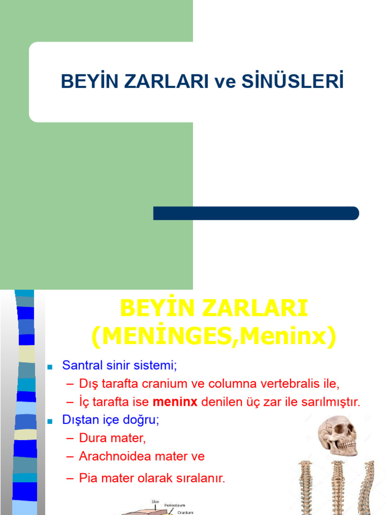 20-Beyin zarları ve sinüsleri | PDF
