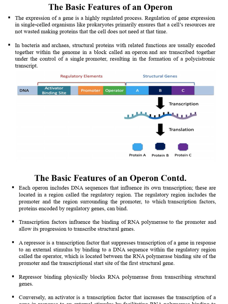 BCH 413 - Operon Model - NE | PDF | Operon | Repressor