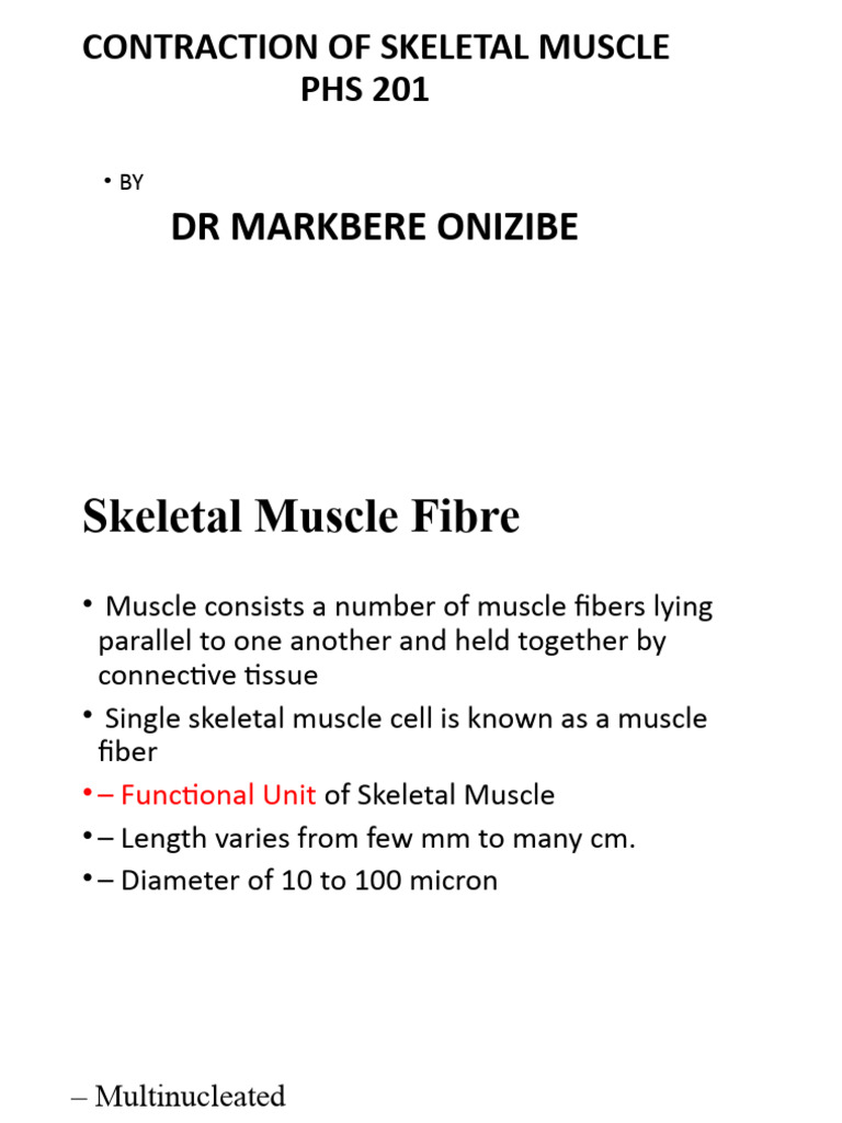 Skeletal Muscle Contraction Explained | PDF | Muscle Contraction | Actin