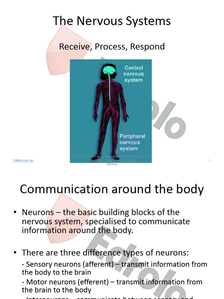 Neurons and Nervous Systems | PDF | Nervous System | Neuron