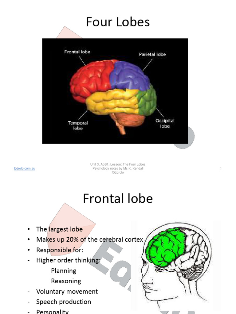 The Four Lobes | Download Free PDF | Cerebral Cortex | Speech