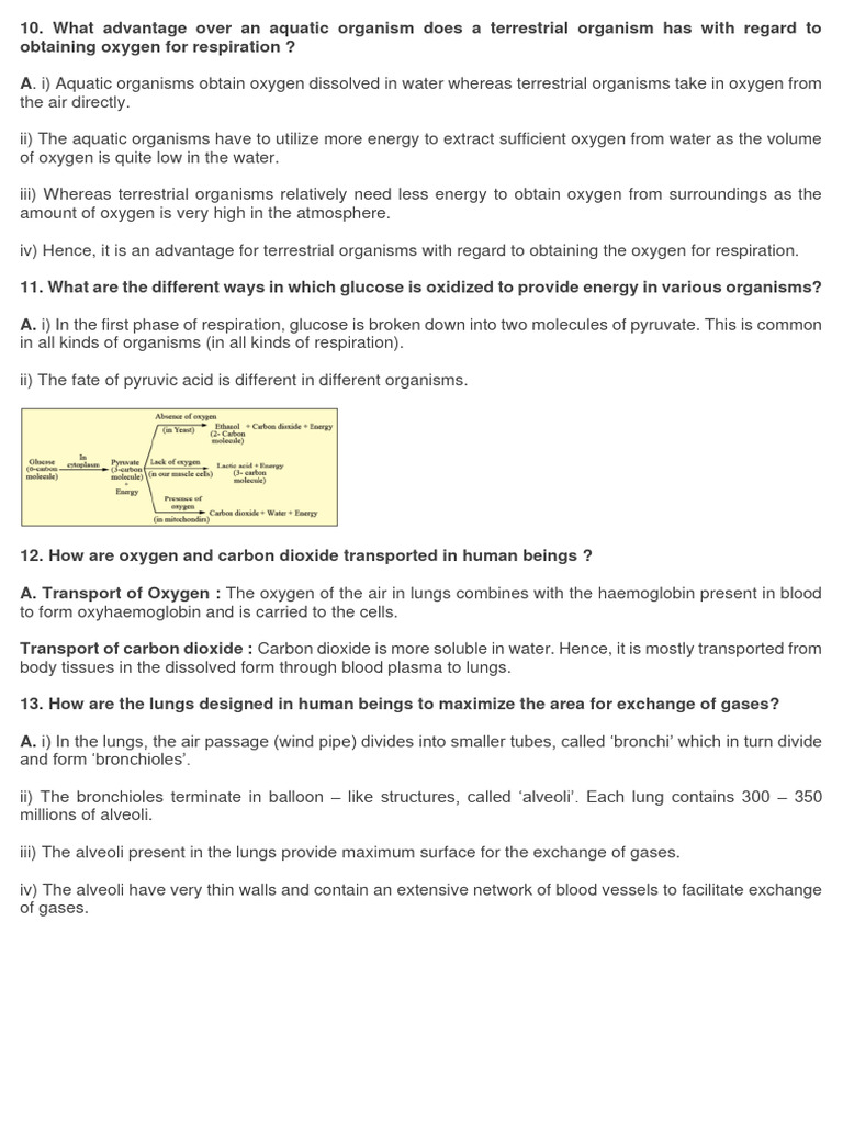 Life Processes Question Answers | PDF | Biology | Physiology