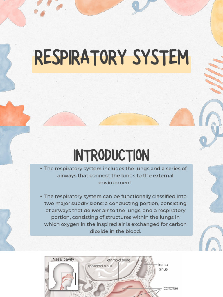 Histology Lecture 6 - Respiratory System | PDF | Lung | Human Nose