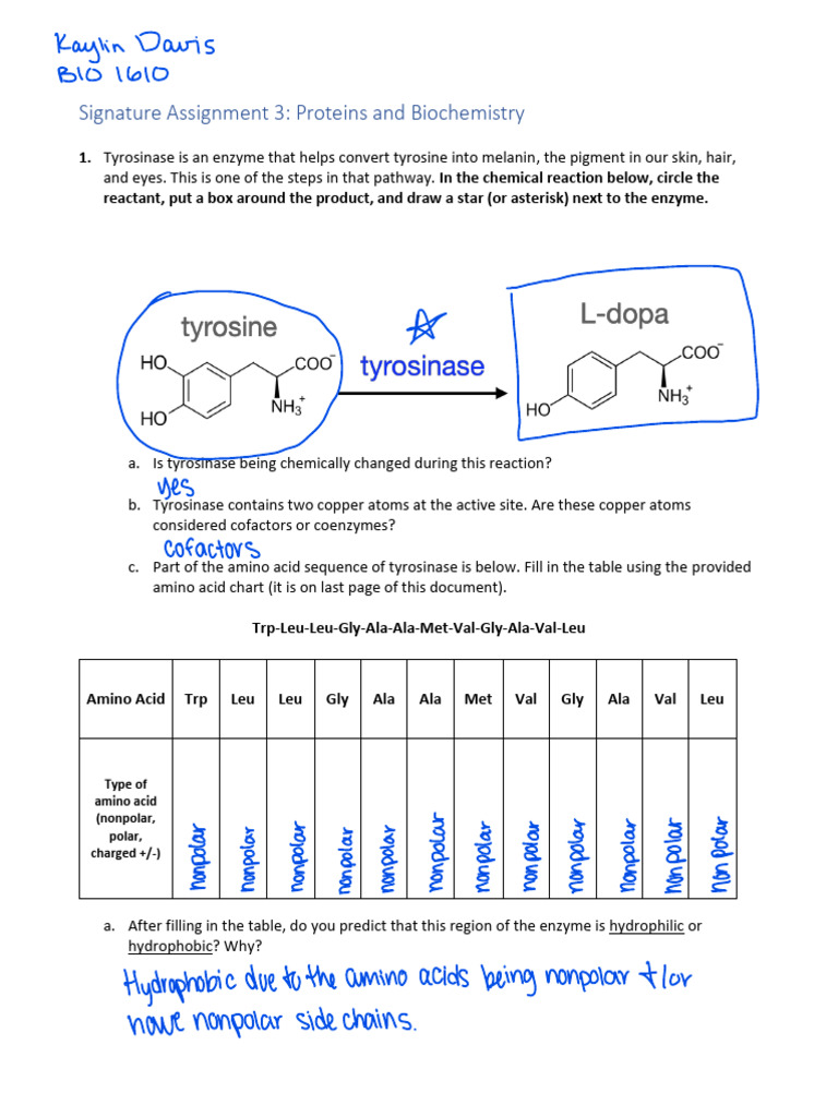 Proteins and Enzyme Function Assignment | PDF | Amino Acid | Enzyme
