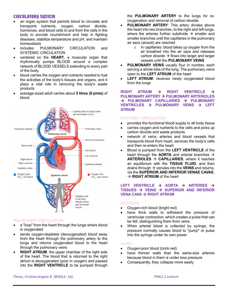 Circulatory System | PDF | Heart | Artery