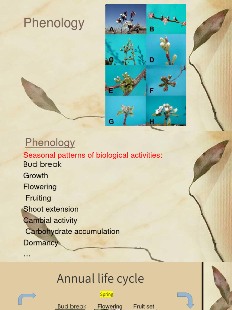Understanding Phenology in Trees | PDF | Cooking, Food & Wine