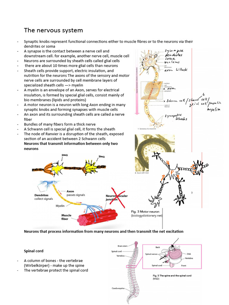 Bio Nervous System Resume | PDF | Chemical Synapse | Action Potential