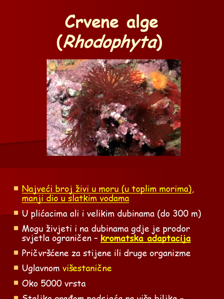 Crvene Alge (Rhodophyta) 9 | PDF