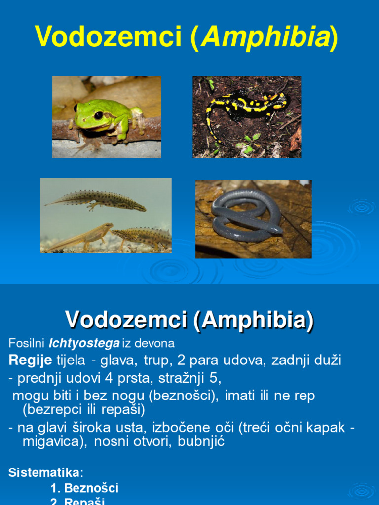 Vodozemci (Amphibia) 7 | PDF